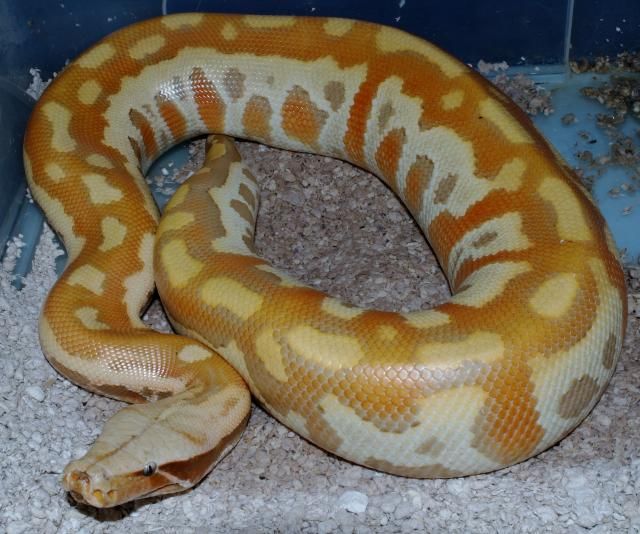 Blood Pythons | Reptile Forums