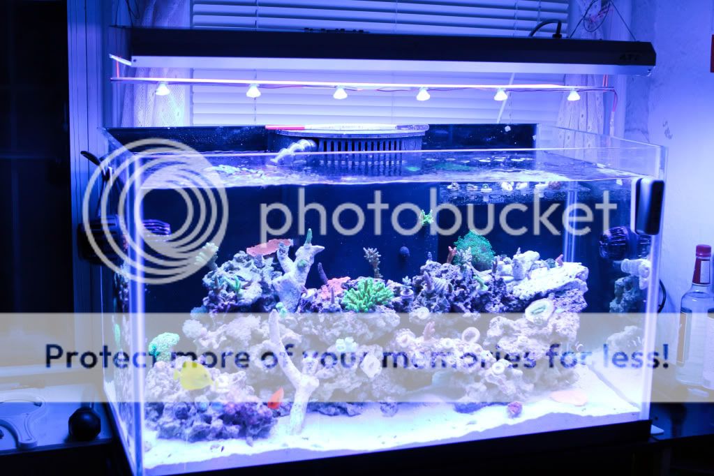 deep blue rimless tanks