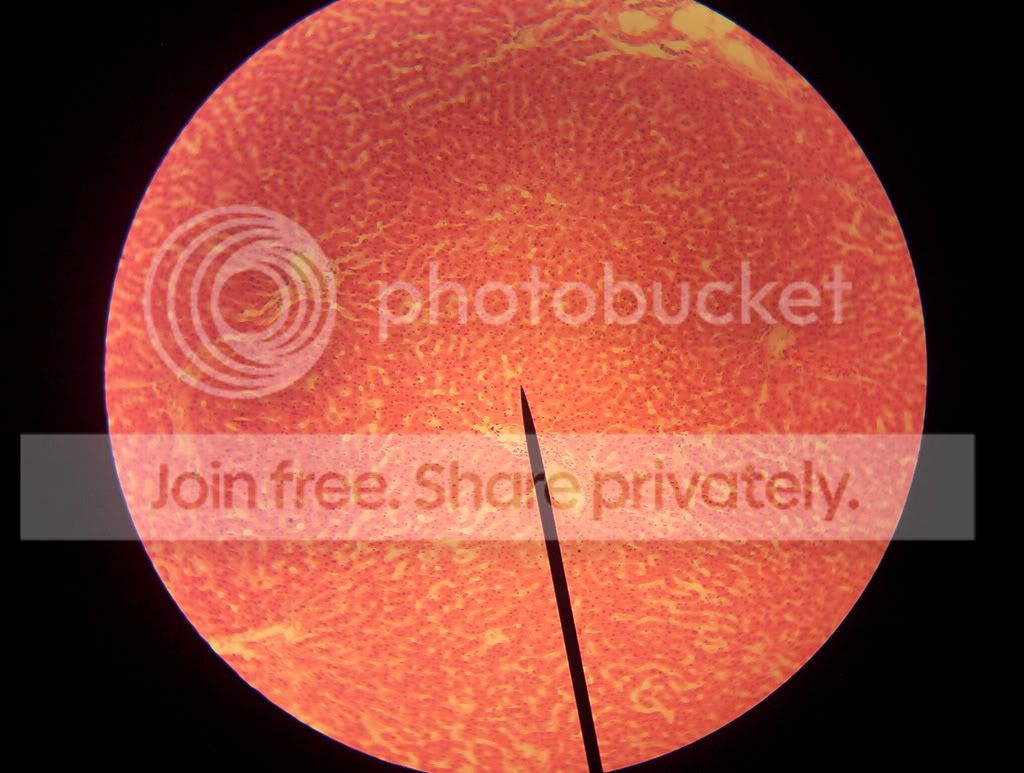 Mr. Majestic's Microscopy..... and life on Mars?