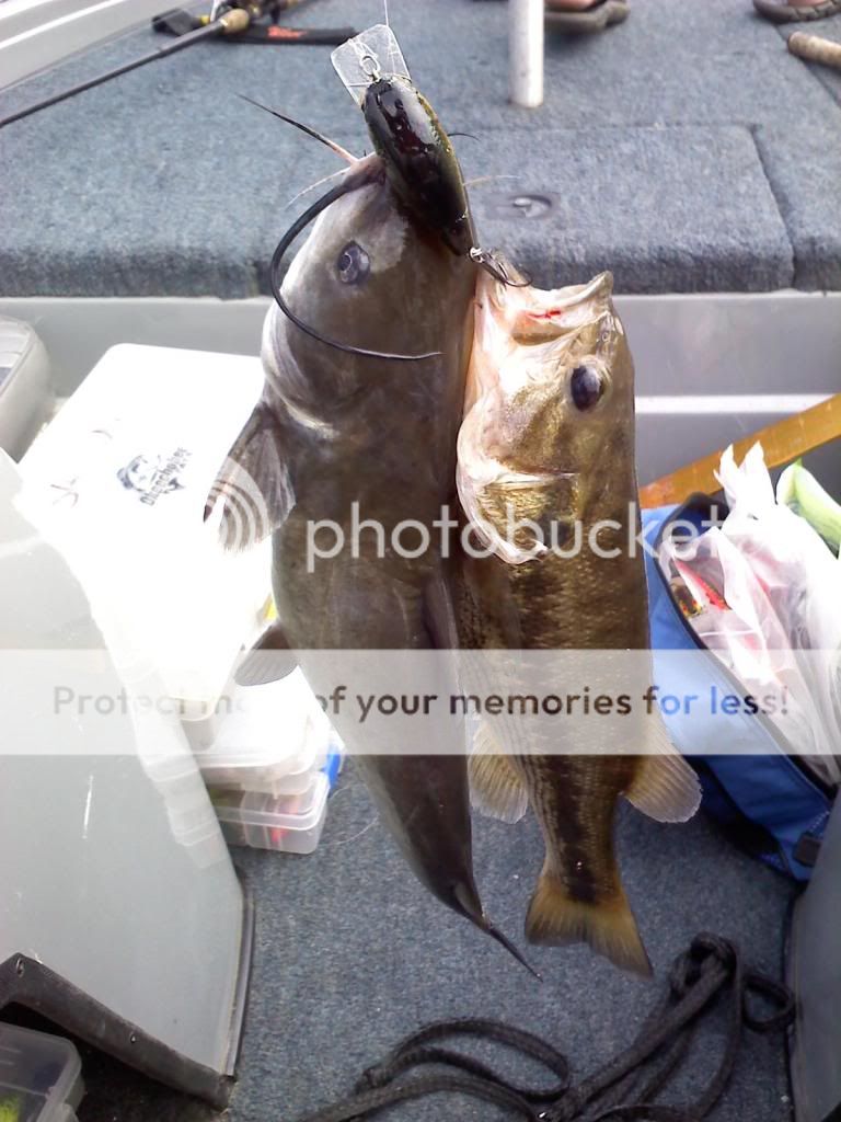 Help where can I buy H20 express lures