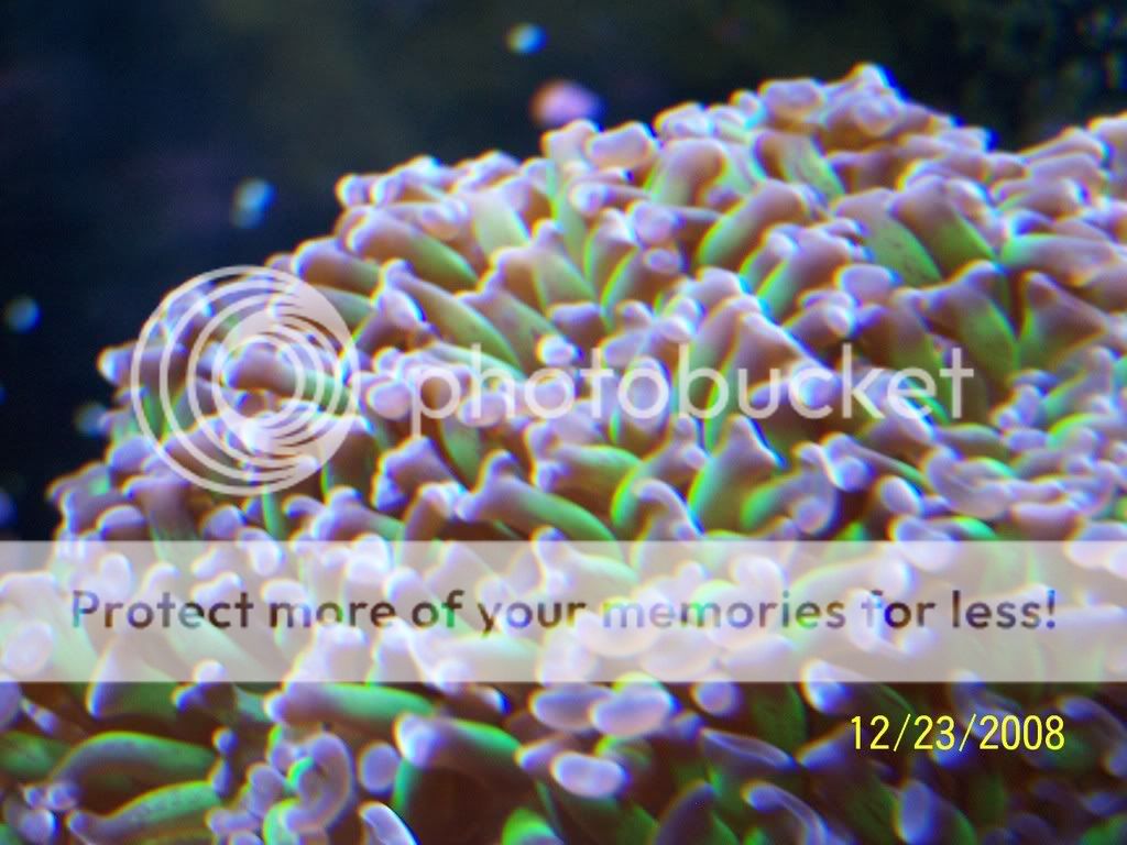 "Hammer coral" Lets See Them! - Reef Central Online Community