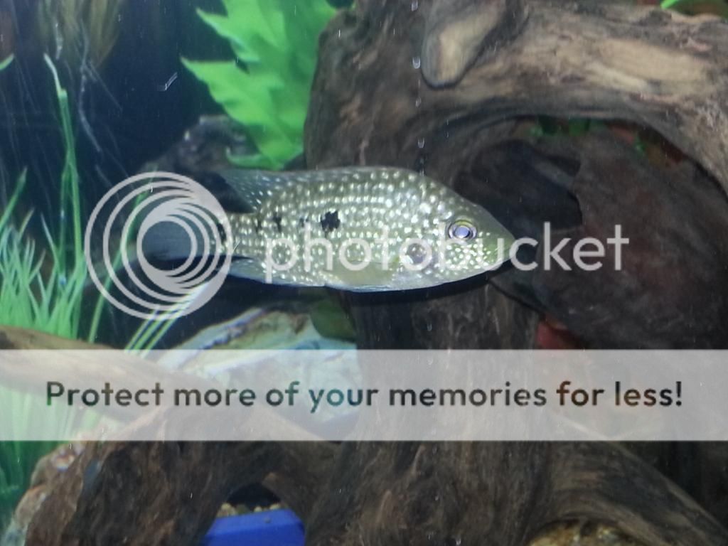 ID? Unlabeled at LFS. | Cichlid Fish Forum