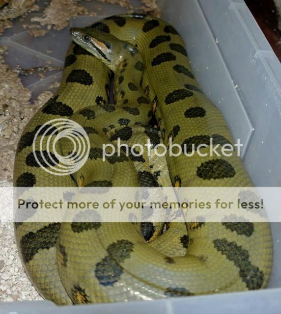 ***Female Green Anaconda for sale*** | Reptile Forums