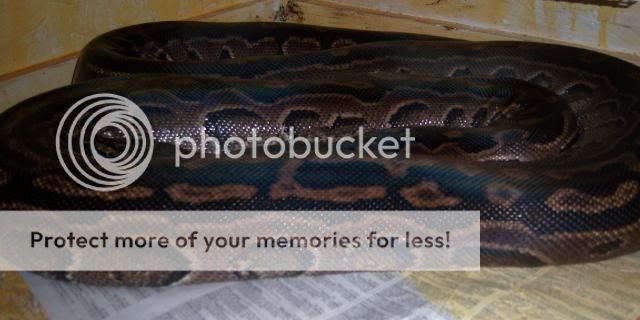 CB10 African Rock Python babies for sale | Reptile Forums