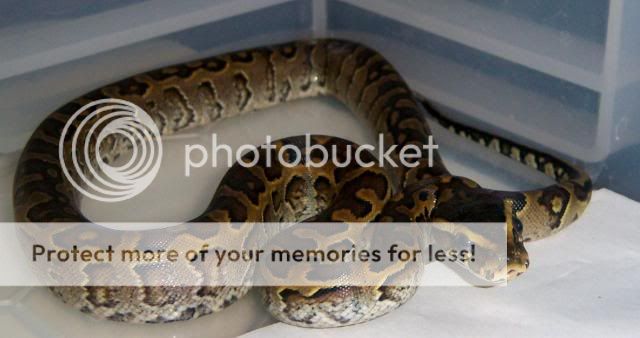 Scotland - CB10 African Rock Python Babies for sale *Delivery may be ...