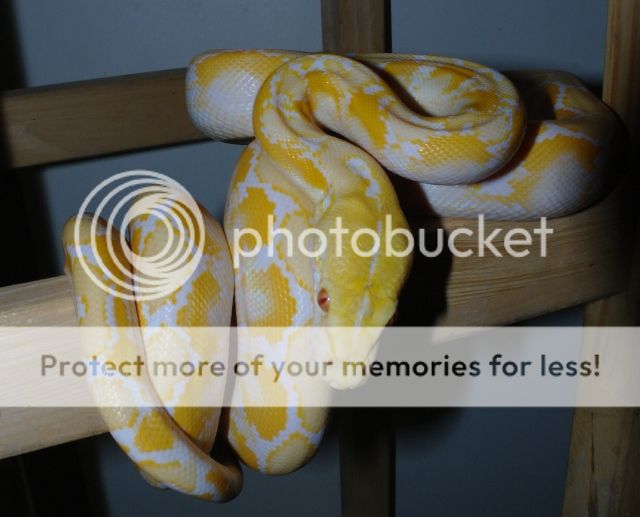 Male Dwarf white phase Albino Retic for sale | Reptile Forums