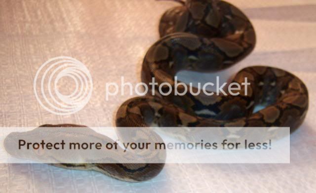 New Snakes from Bob Clark (Retics & Burms) | Reptile Forums