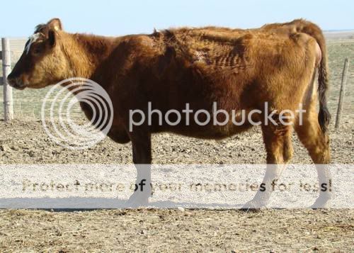 Roach Back | CattleToday.com - Cattle, Cow & Ranching Community