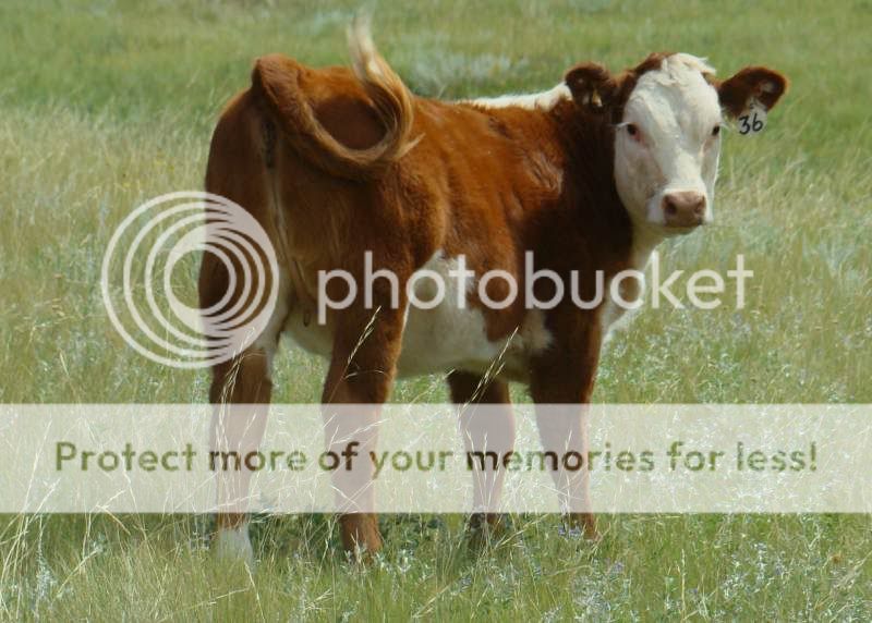 Baldy, brockle, defined | CattleToday.com - Cattle, Cow & Ranching ...