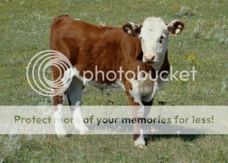 Hereford x Shorthorn | CattleToday.com - Cattle, Cow & Ranching Community