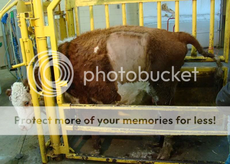 Cesarean Section (GRAPHIC pics) | CattleToday.com - Cattle, Cow ...