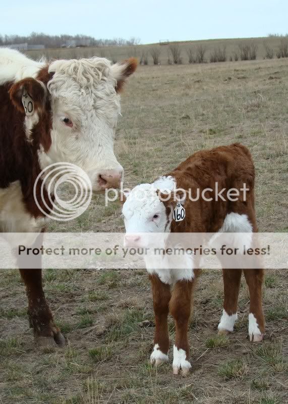 Baldy, brockle, defined | CattleToday.com - Cattle, Cow & Ranching ...