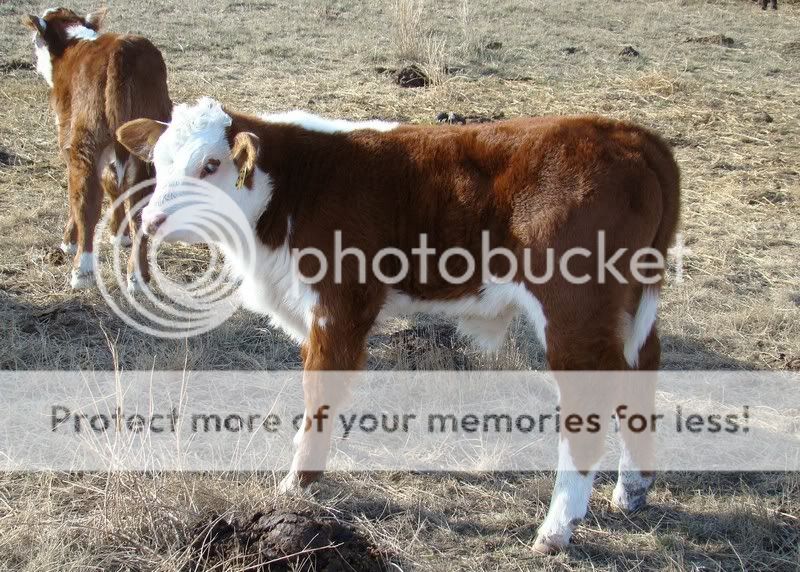 Baldy, brockle, defined | CattleToday.com - Cattle, Cow & Ranching ...