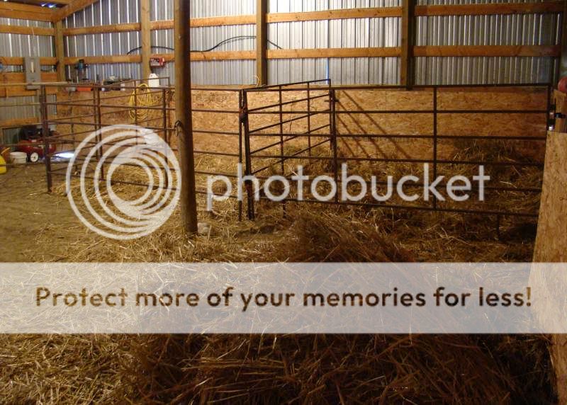 Our Calving Setup | Homesteading Forum