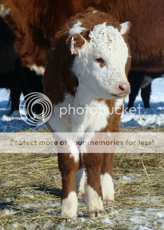 Baldy, brockle, defined | CattleToday.com - Cattle, Cow & Ranching ...