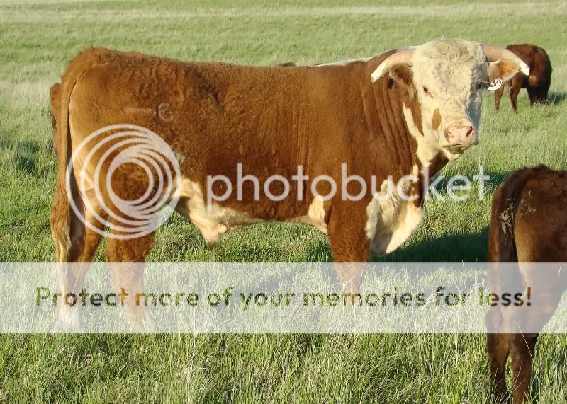 Baldy, brockle, defined | CattleToday.com - Cattle, Cow & Ranching ...