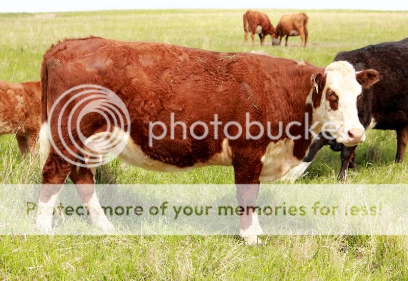 Angus Mixed Calves and some Cows (pics) | CattleToday.com - Cattle, Cow ...