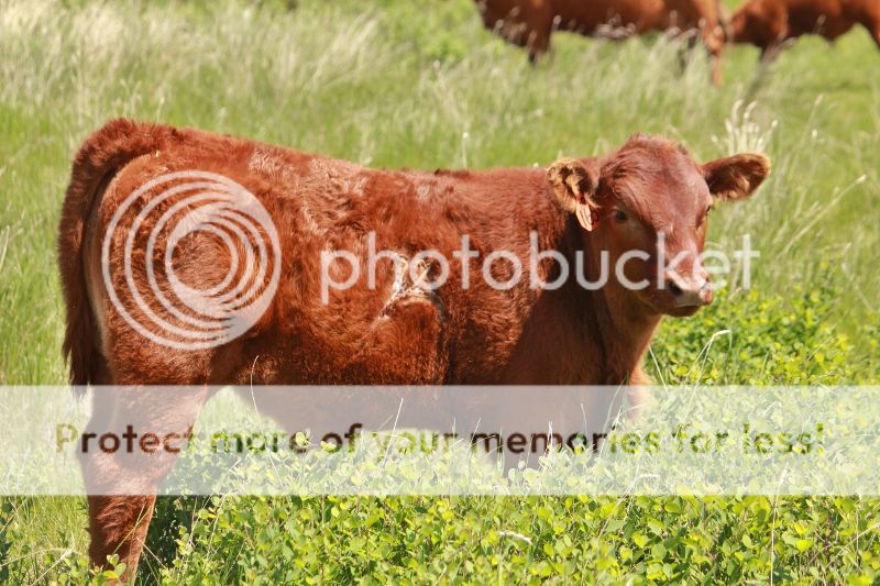 Shorthorn x Red Angus (pics) | CattleToday.com - Cattle, Cow & Ranching ...