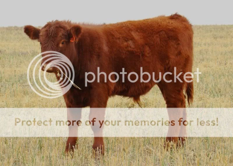 Whole Bunch of Red Calf pics | Ranchers.net