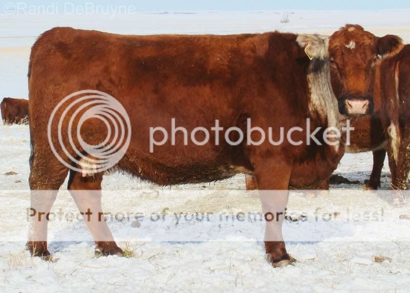 Manure bleaching hair white on a red calf | CattleToday.com - Cattle ...