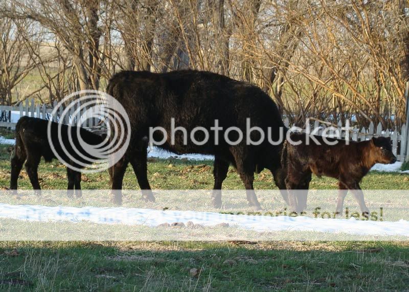 Roach Back | CattleToday.com - Cattle, Cow & Ranching Community