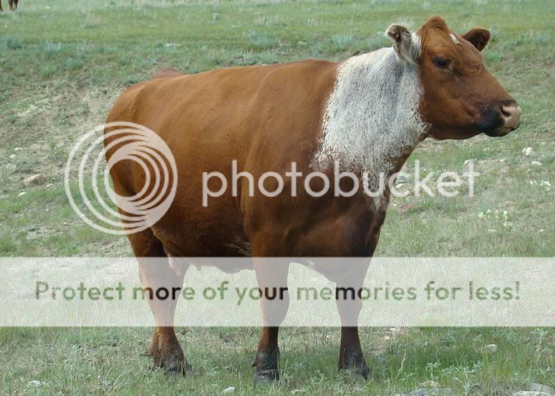 Manure bleaching hair white on a red calf | CattleToday.com - Cattle ...