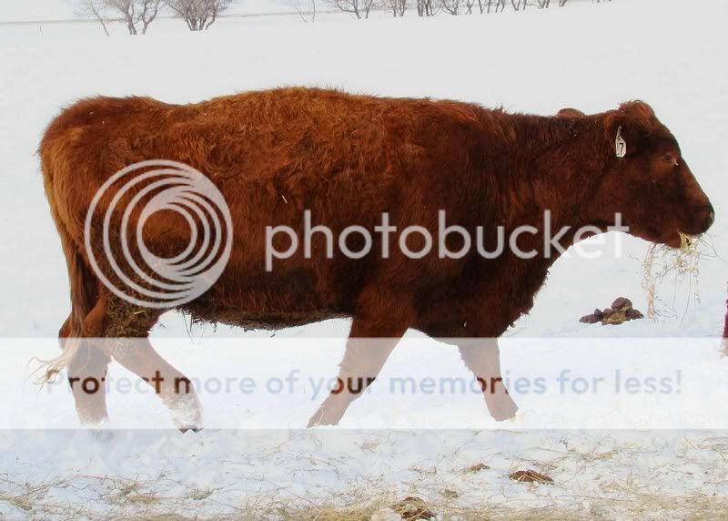 Roach Back | CattleToday.com - Cattle, Cow & Ranching Community