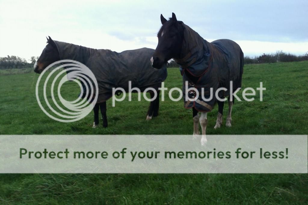 I just dropped Mickey off with a wonderful carer! | Horse and Hound Forum