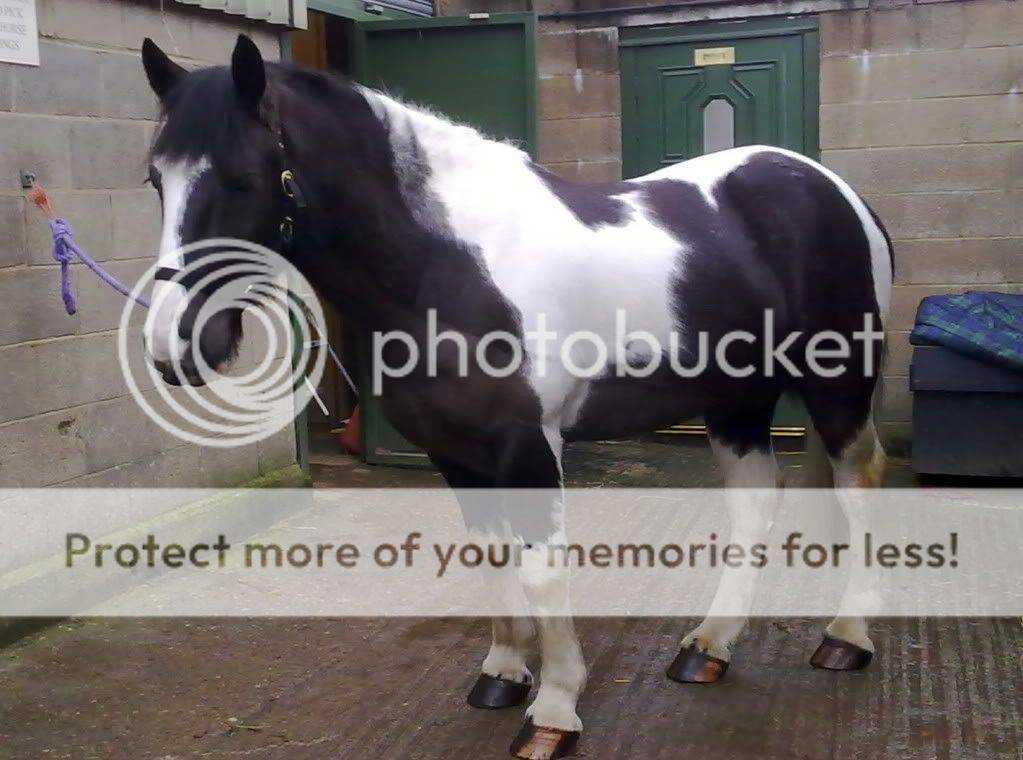 trimmed and plaited coloured cobs lets see yours!